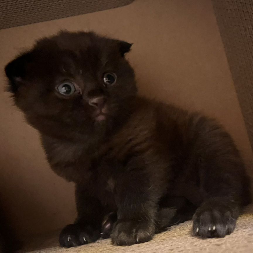Шотландский вислоухий короткошёрстный котёнок