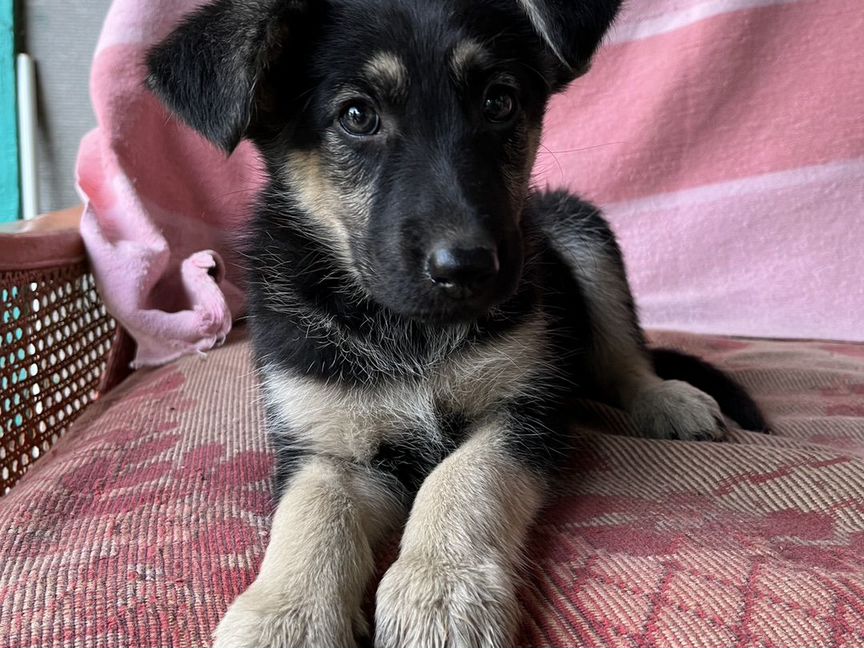 Щенок Немецкой овчарки, девочка