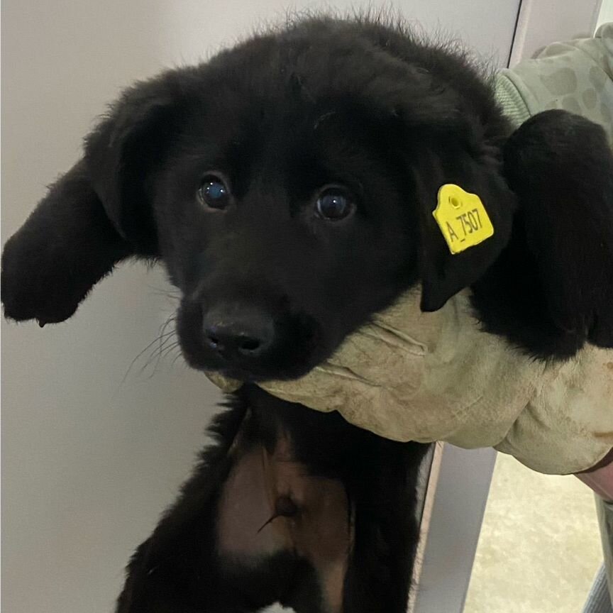 Щенок в добрые руки