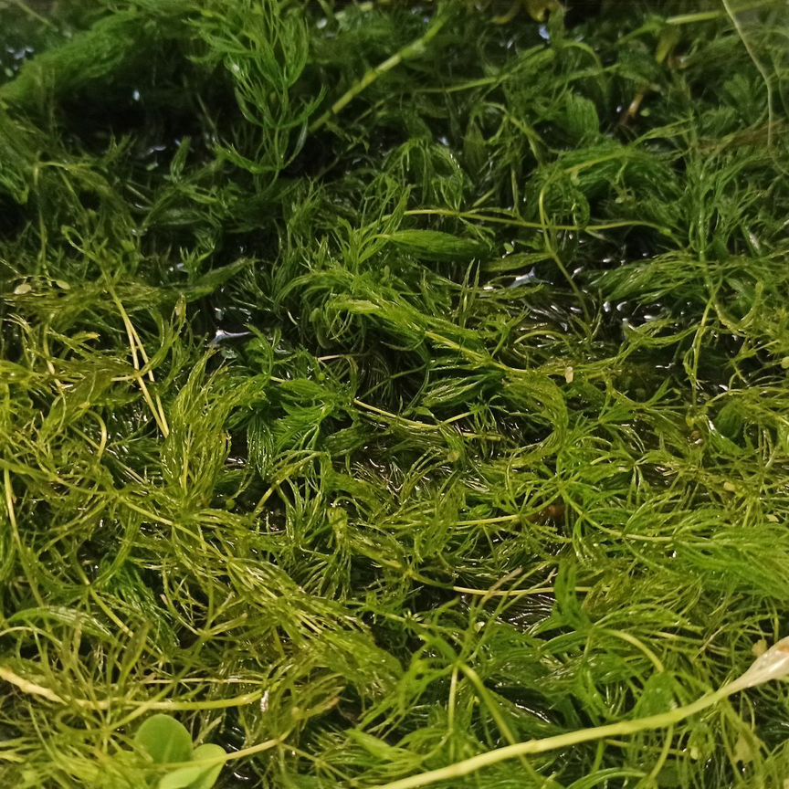 Аквариумное растение роголистник