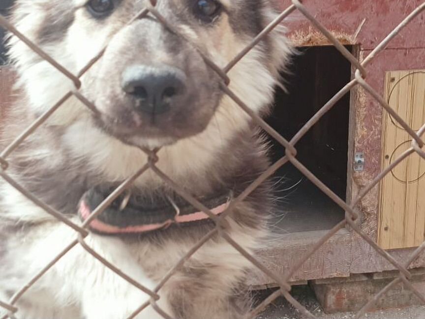 Отдам щенка в добрые руки мальчик