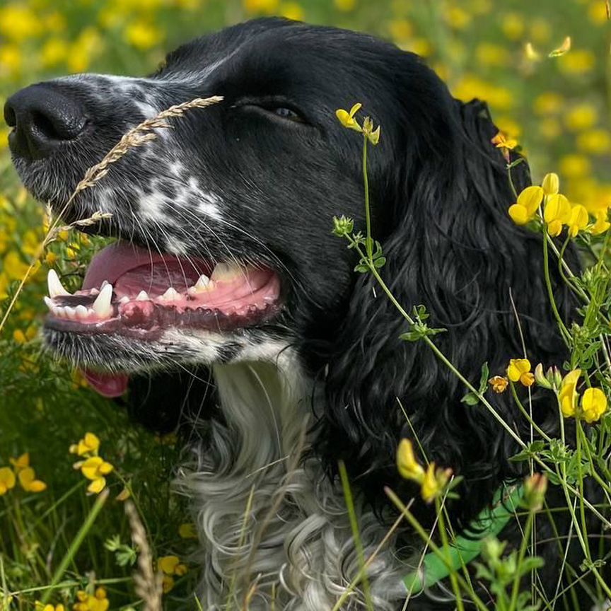 Русский охотничий спаниель, взрослая собака