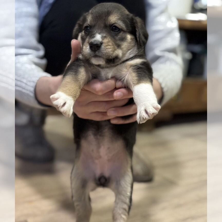 Щенок от частного владельца