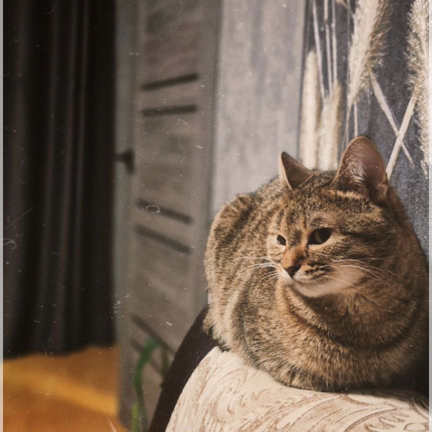 Взрослая, Девочка кошка в добрые руки