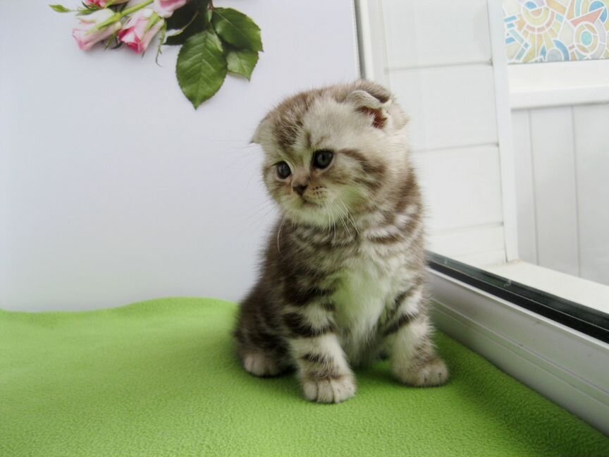Вислоухие шотландские котята