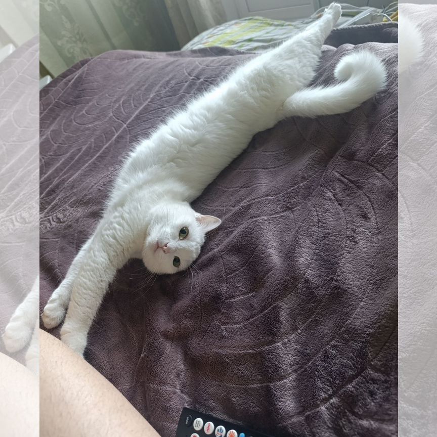 Взрослая, кошка в добрые руки