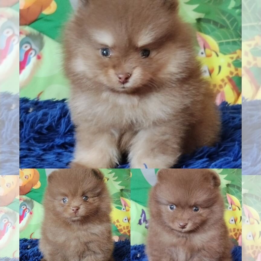 Померанский шпиц, щенок