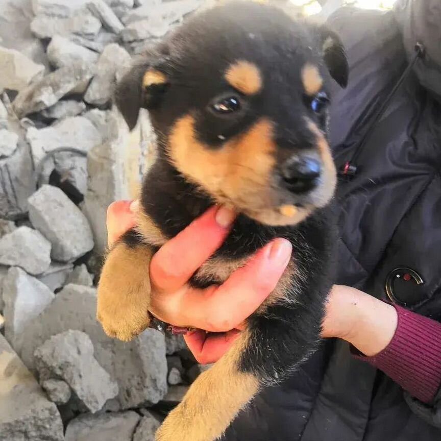 Щенок в добрые руки