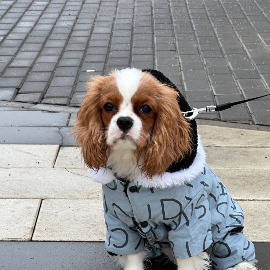 Кавалер кинг чарльз спаниель Маффин