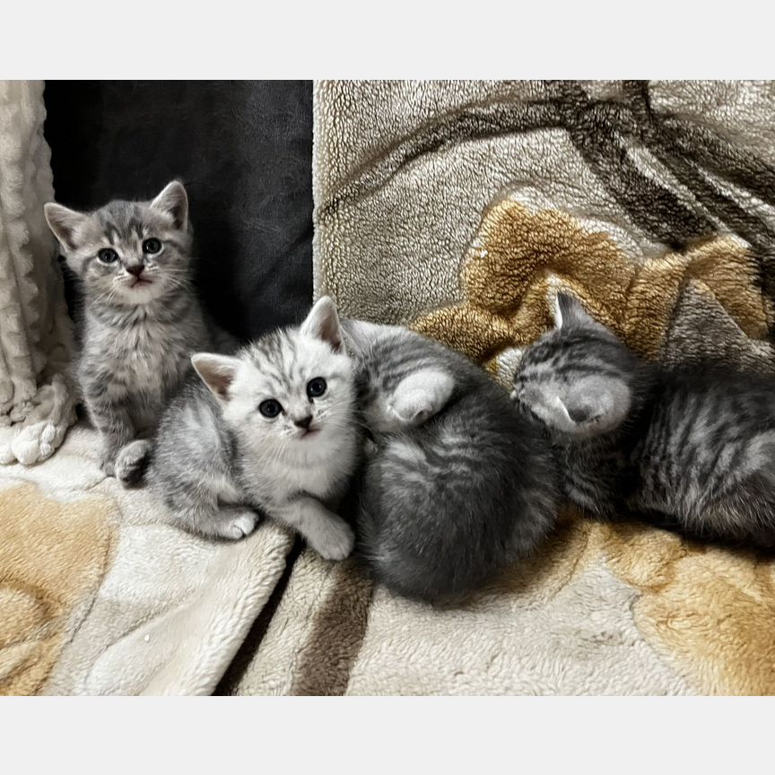 Британские котята