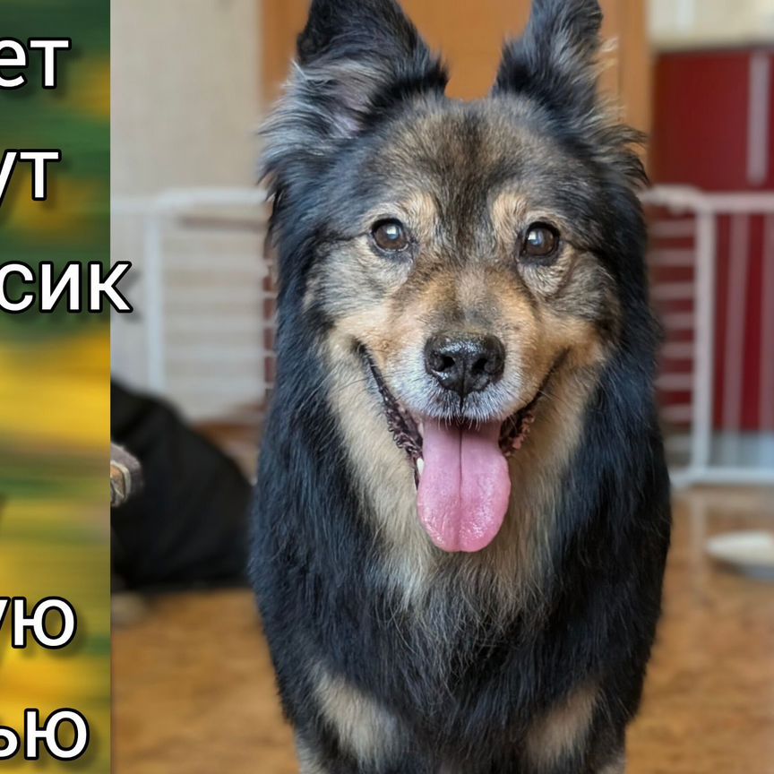 Взрослый пёс в добрые руки