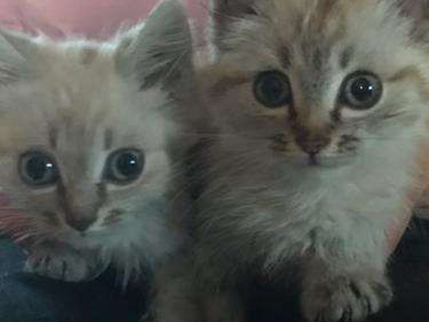 Котята