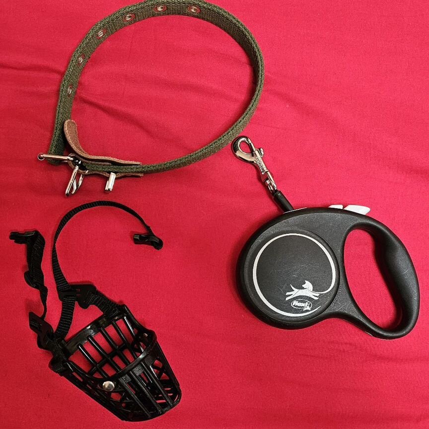 Поводок flexi 5m   ошейник (ткань)   намордник