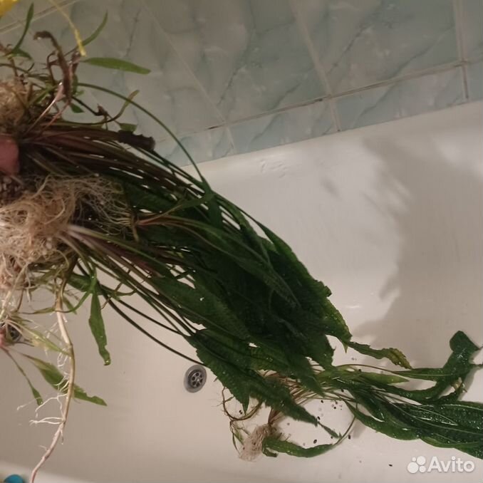 Аквариумные растения прополка