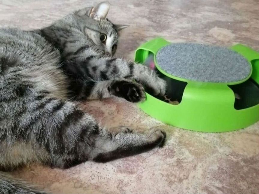 Игрушка для кошек