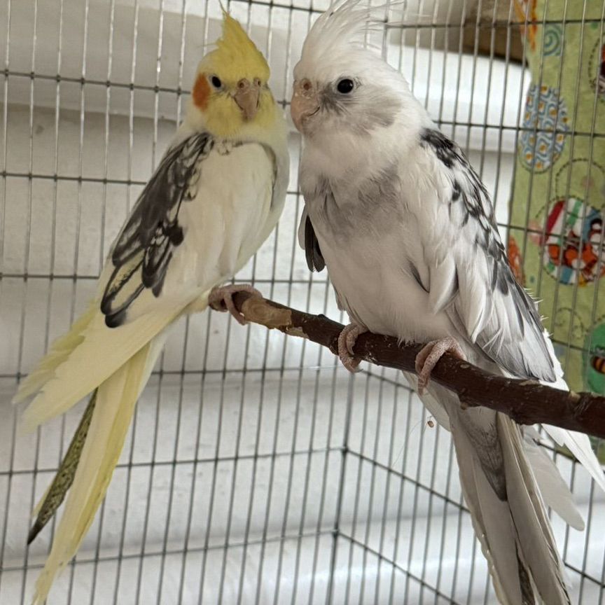 Попугай корелла