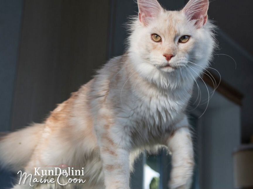 Мейн-кун мальчик