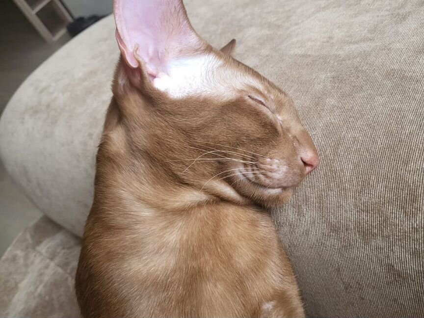 Ориентальный кот вязка