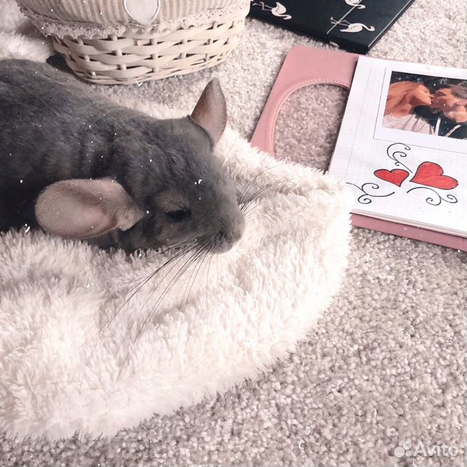 Шиншилла сапфир