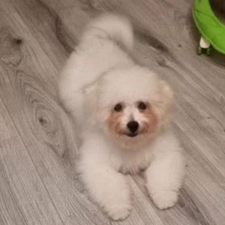 Бишон фризе, щенок