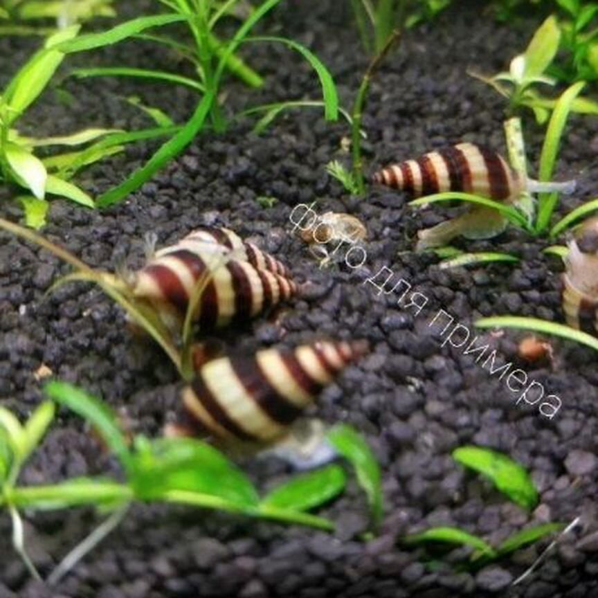 Улитка хелена