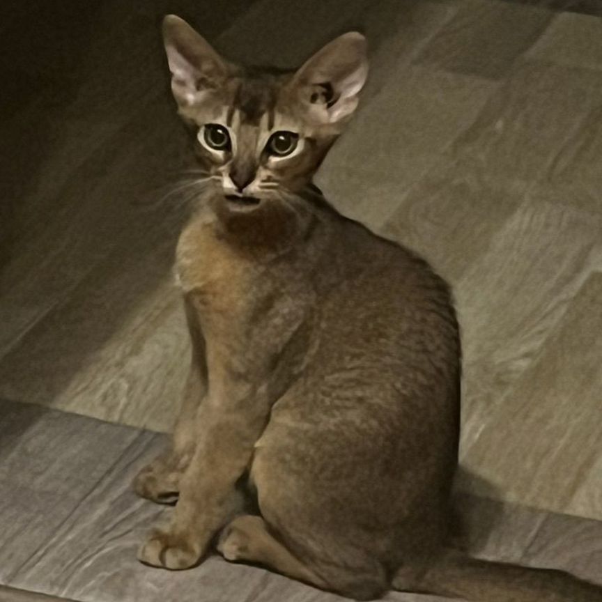 Абиссинский котёнок