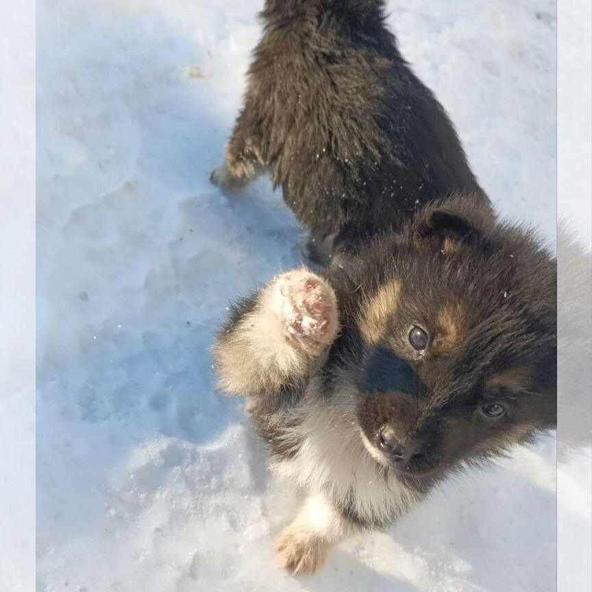 Маленьким щенкам очень нужен дом