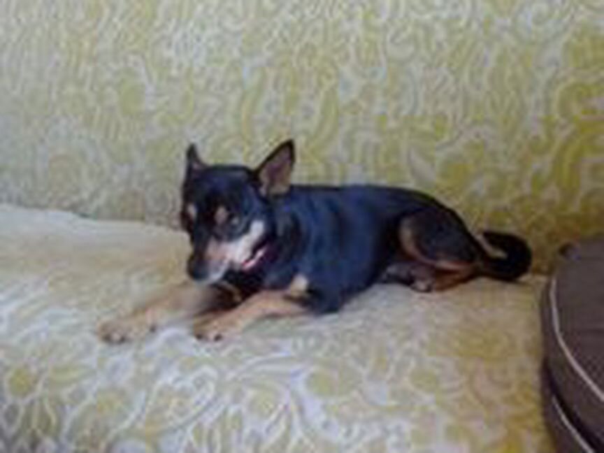 Отдам 2 собаки бесплатно