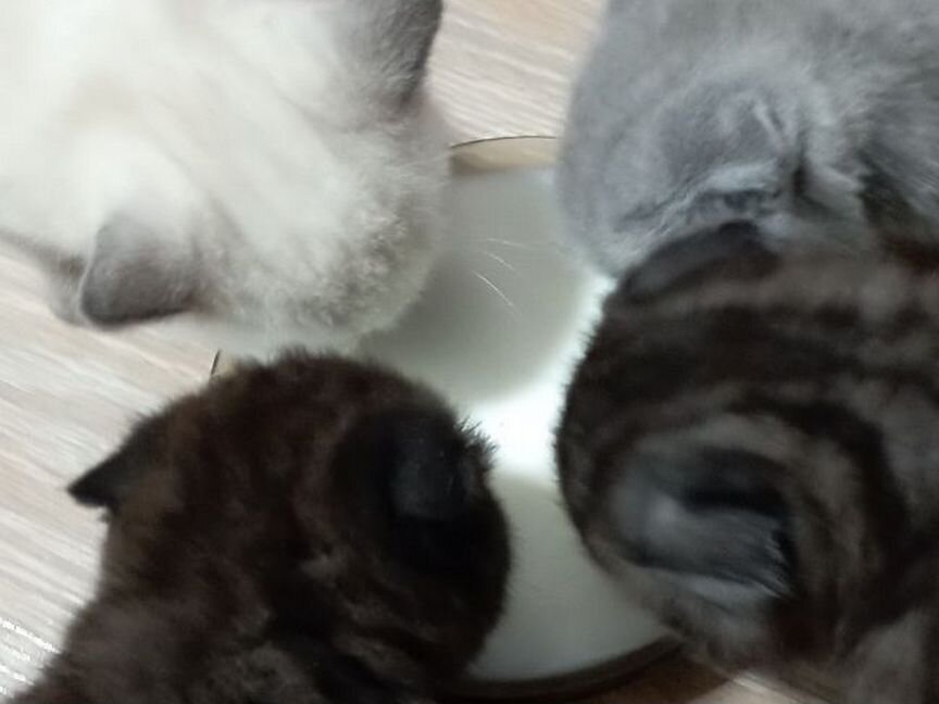 Котята шотландцы вислоухие