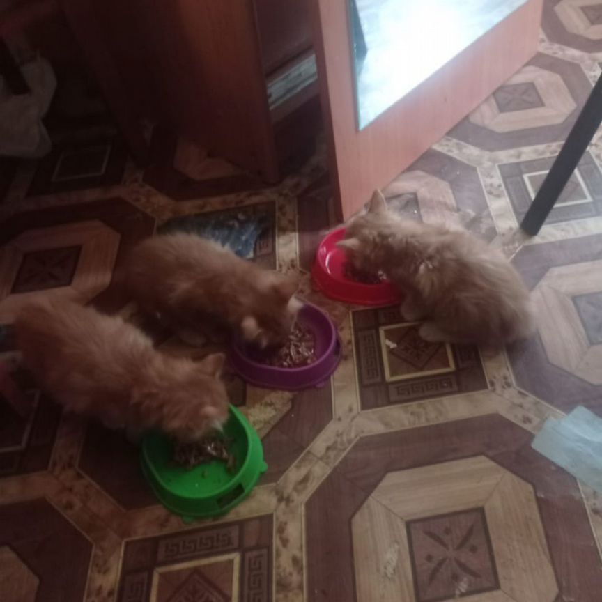 Котята курильский бобтейл