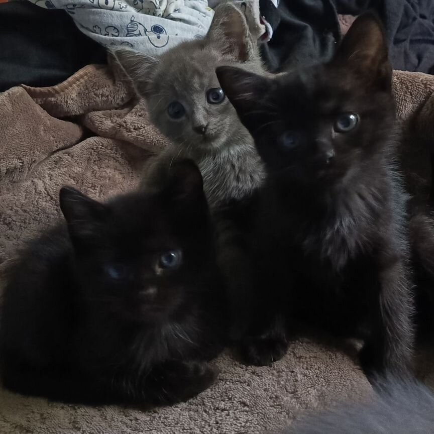 Котята в добрые руки