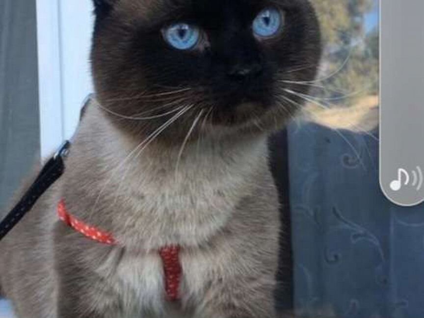 Котята Тайские