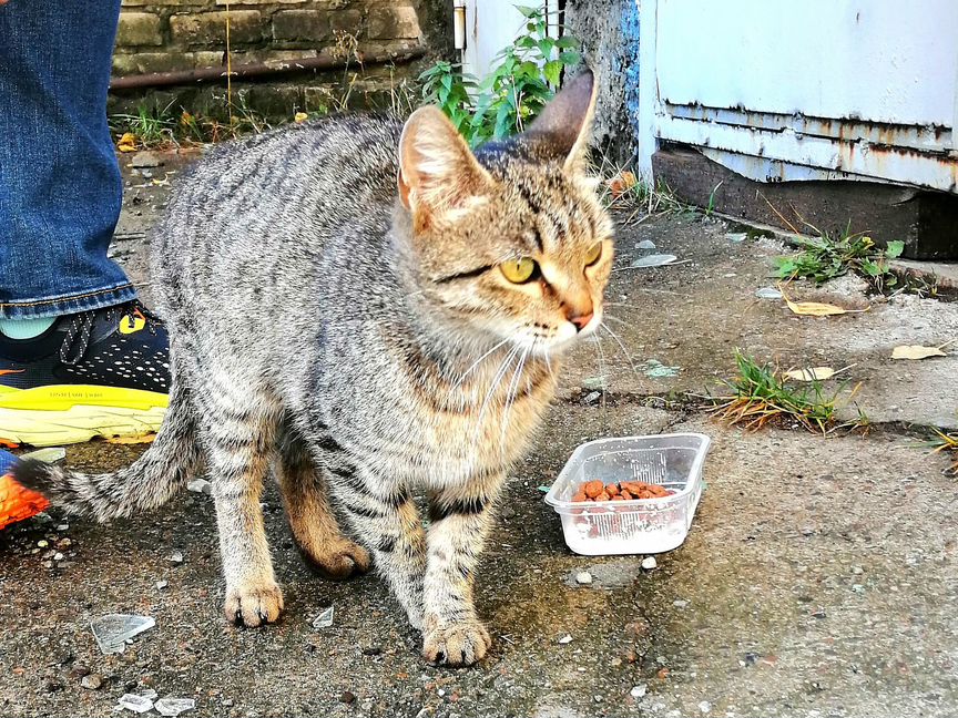 Котенок в дар бесплатно