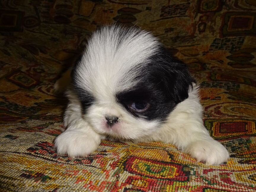 Щенки японского хина