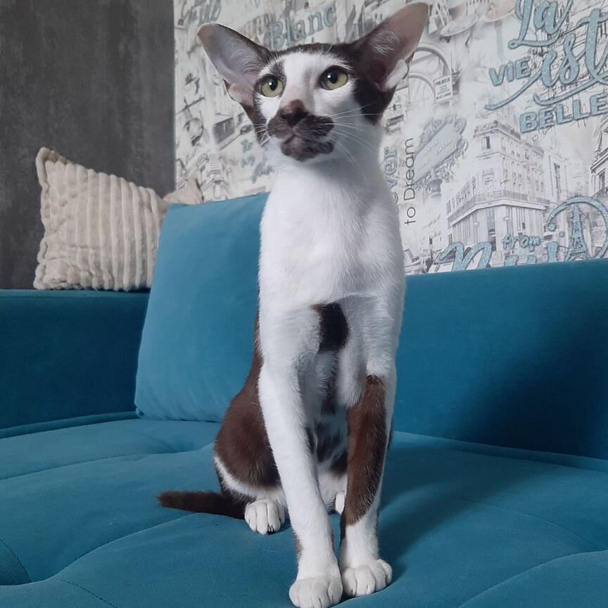 Усатики ориенталы )