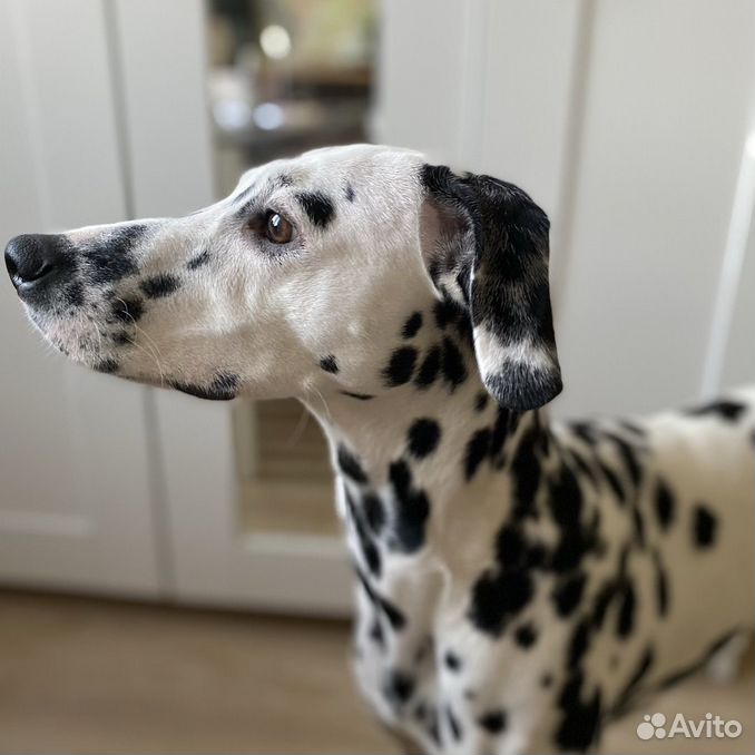 Продаю собаку долматин