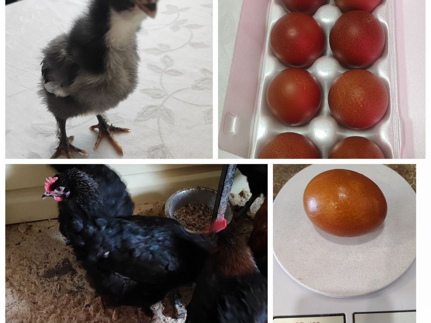 Инкубационное яйцо кур маран чёрно медного