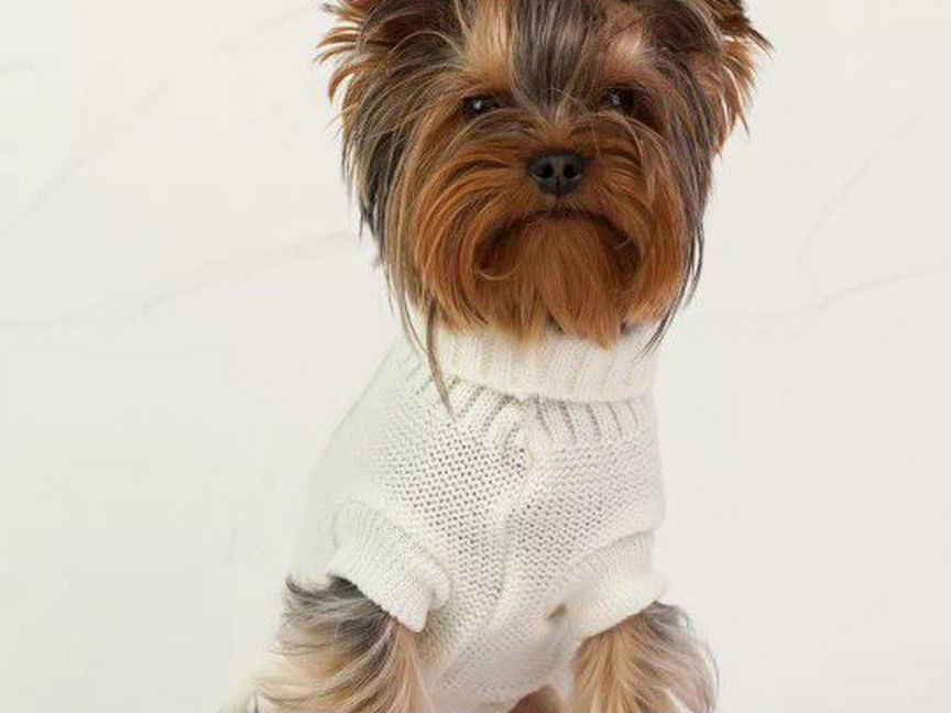 Свитер для мелких пород собак