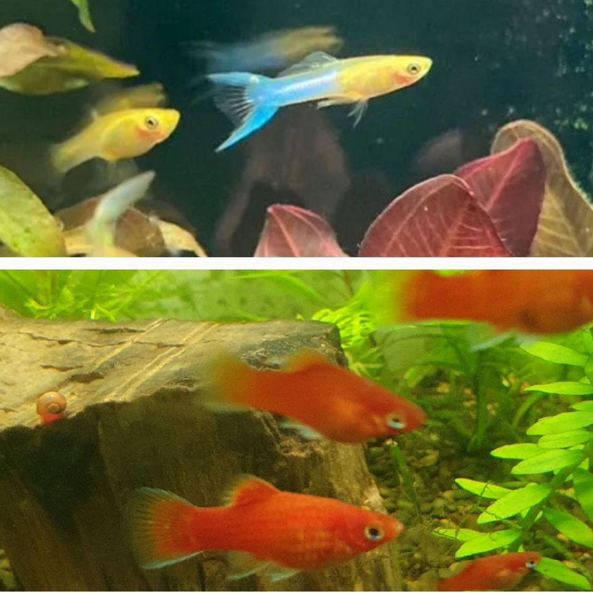 Аквариумные рыбки, лягушки, растения