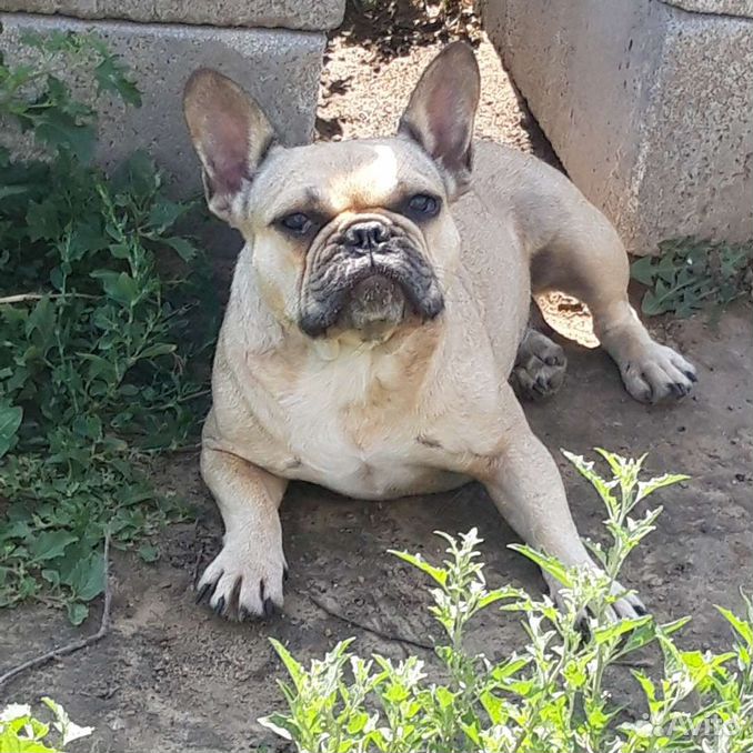 Девочка француз