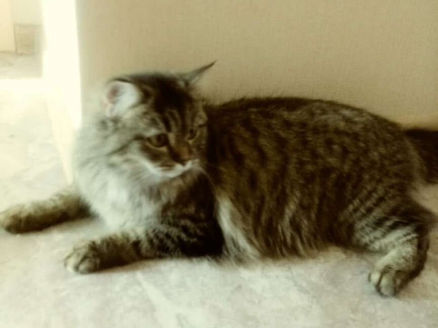 Сибирская кошка