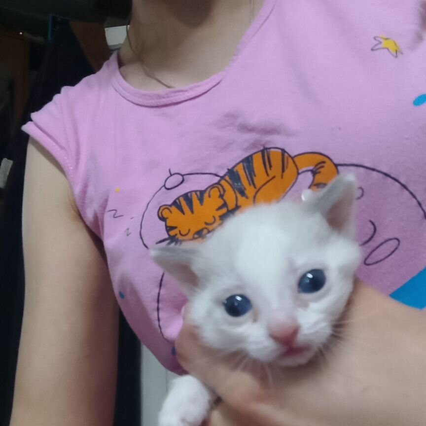 Котята