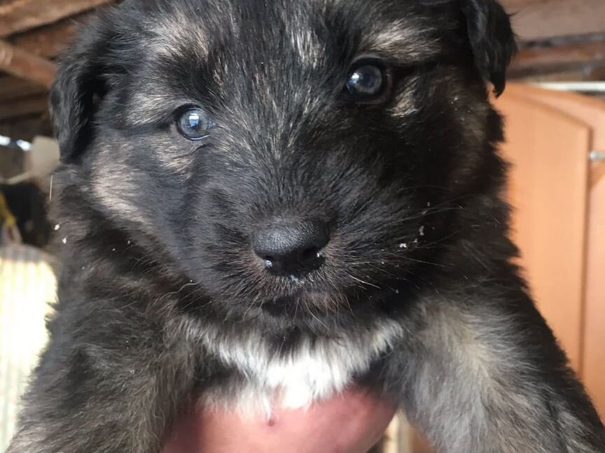 Щенки кавказская + азеат красивые