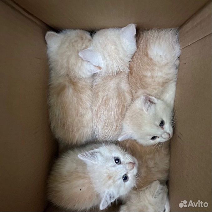 Котята из парка Швейцарии