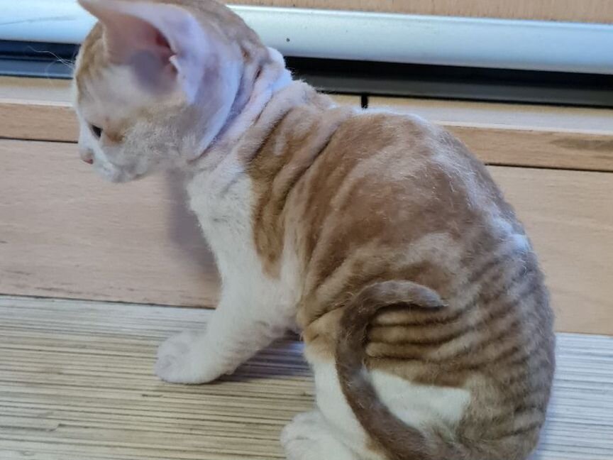 Котенок сфинкс браш