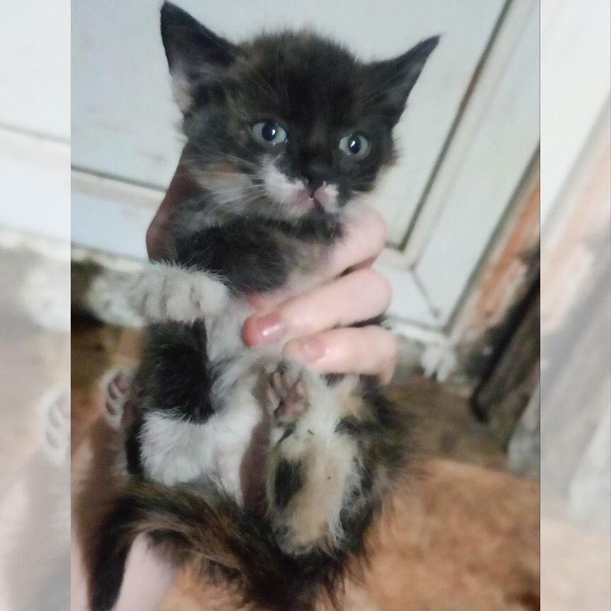 Манчкин котёнок