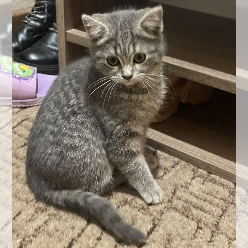 Котята девочки бесплатно