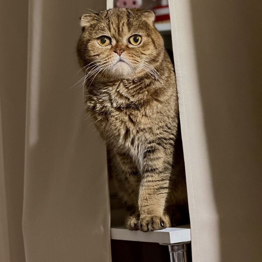 Шотландский вислоухий короткошёрстный, взрослый кот