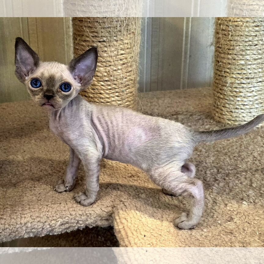 Девон-рекс котёнок