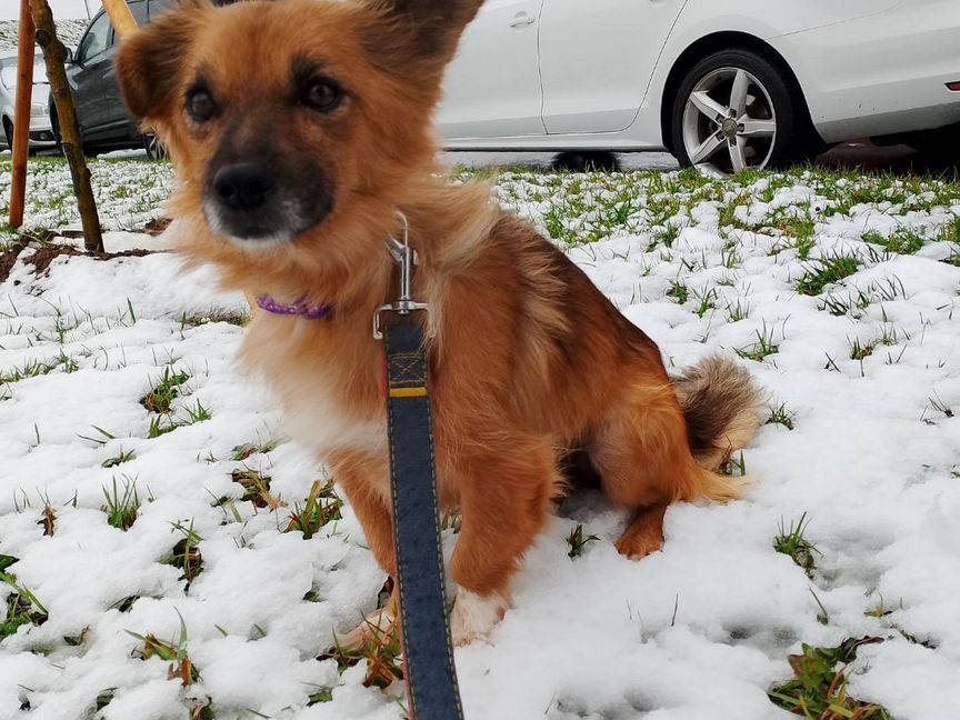 Мохнатая мелкашка Джина